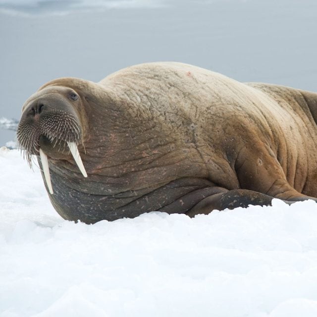 Heart of the Arctic Cruise | Nunavut to Greenland