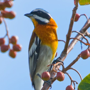 Cuba Birding Tour | Caribbean