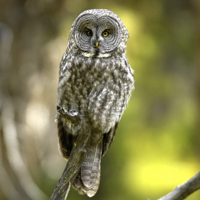 High Arctic & Northwest Territories Birding Tour | Parkland, Boreal ...