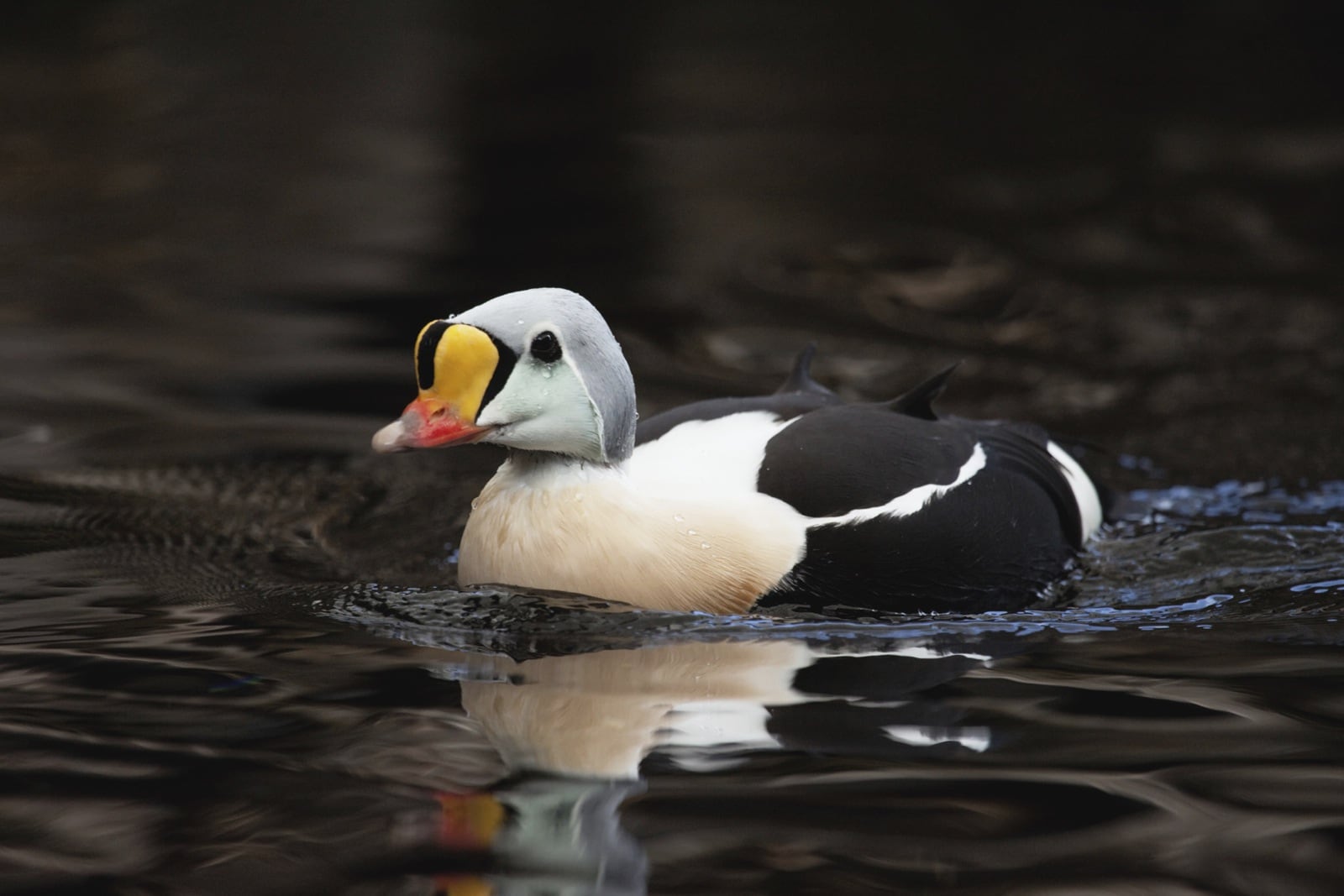 High Arctic & Northwest Territories Birding Tour | Parkland, Boreal ...