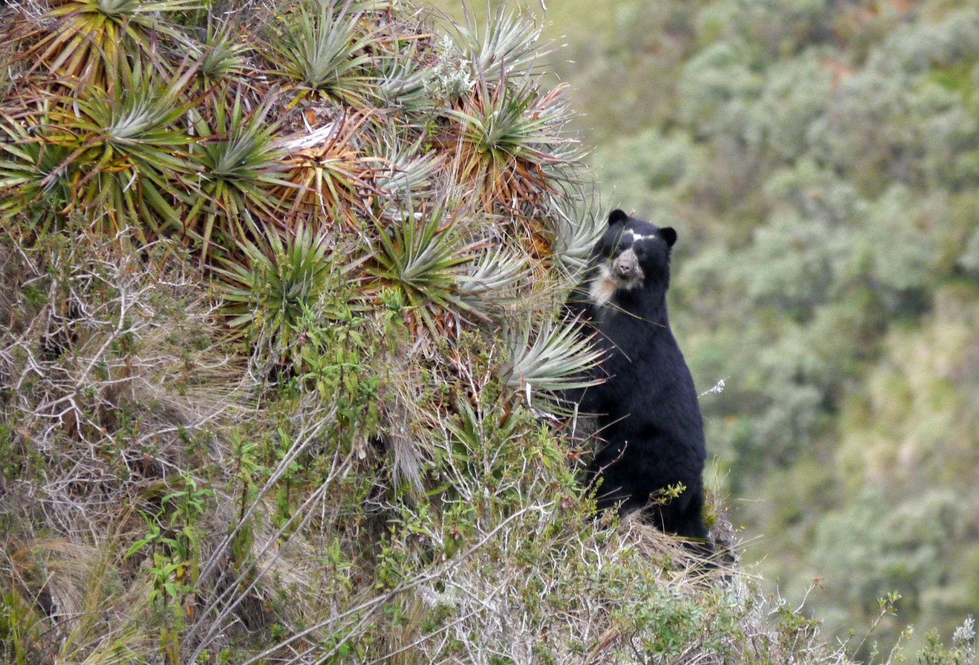 Southern Ecuador Birding Tour