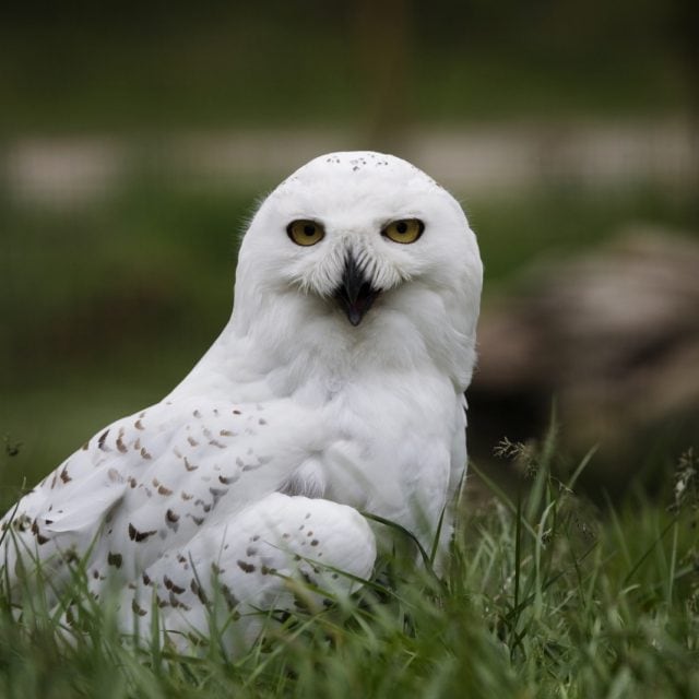 High Arctic & Northwest Territories Birding Tour | Parkland, Boreal ...