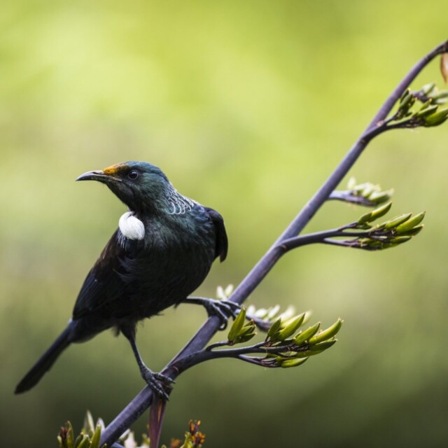 New Zealand Birding Tour | North, South & Stewart Islands