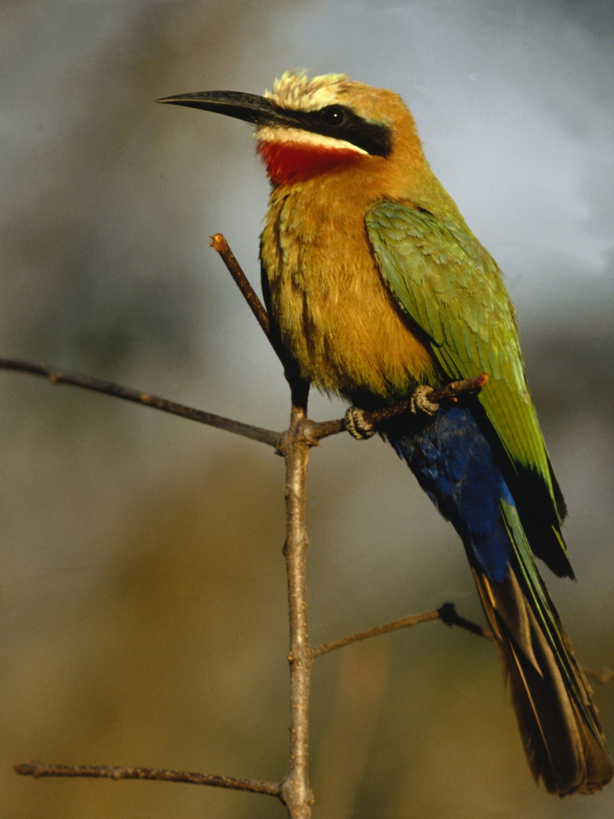 Uganda Birding & Wildlife Tour | Shoebills, Gorillas & Chimpanzees