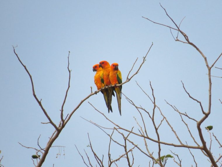 Guyana - A True Wilderness | Iwokrama Forest