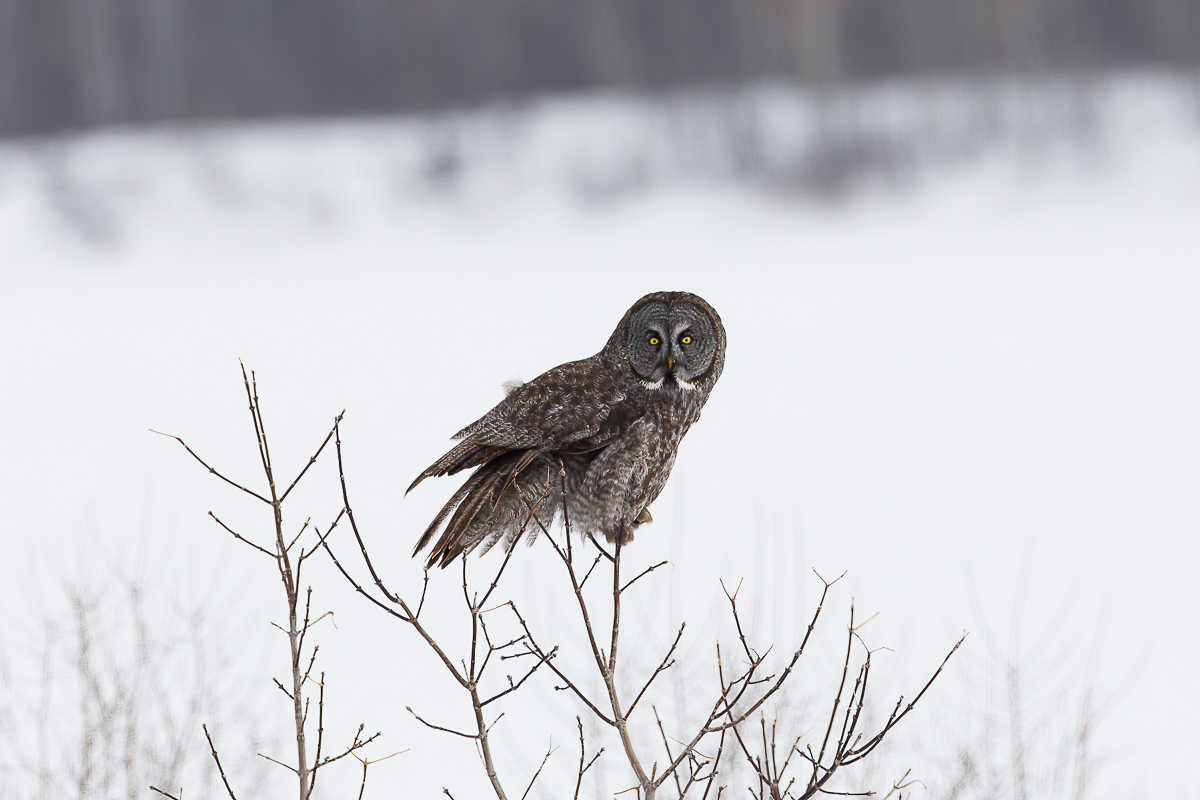 Manitoba Owls Trip Report March 2-6, 2022 - Eagle-Eye Tours