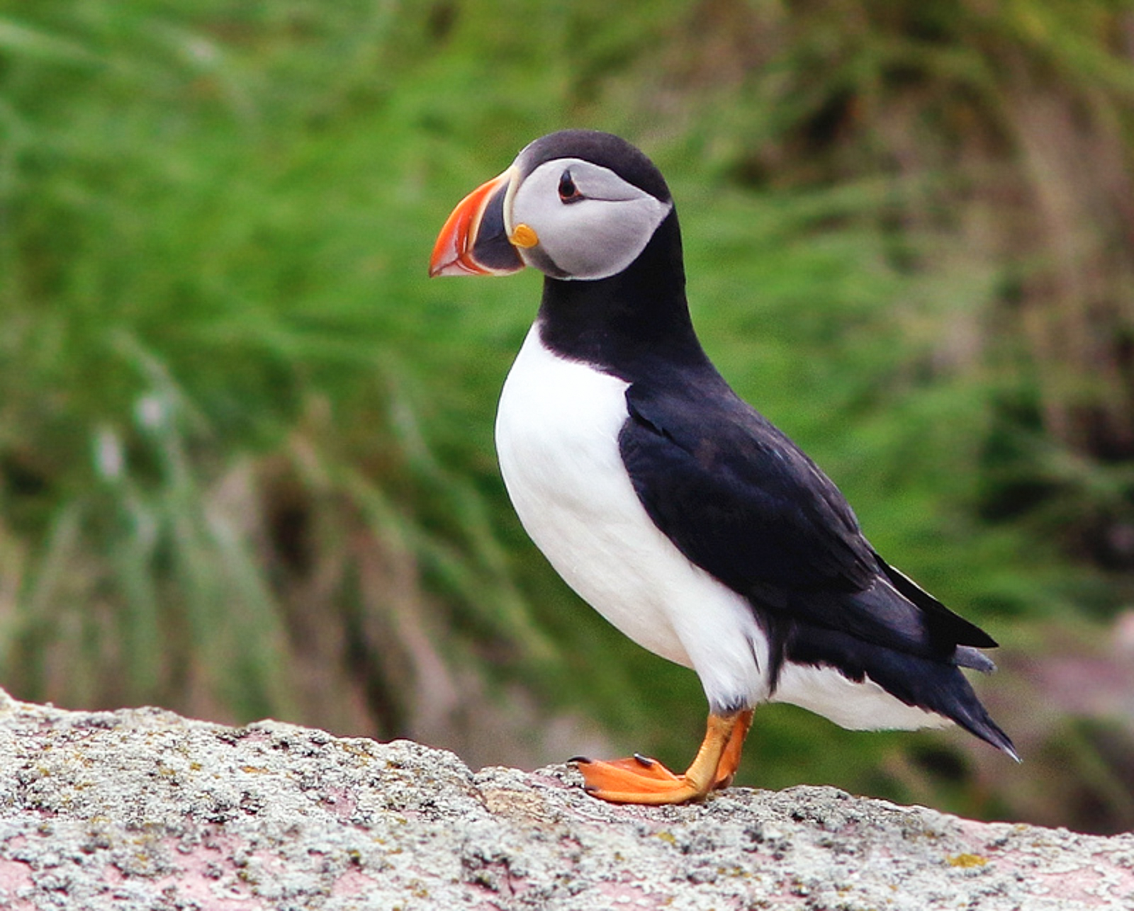 Newfoundland Birding Tour | Canadian Geographic