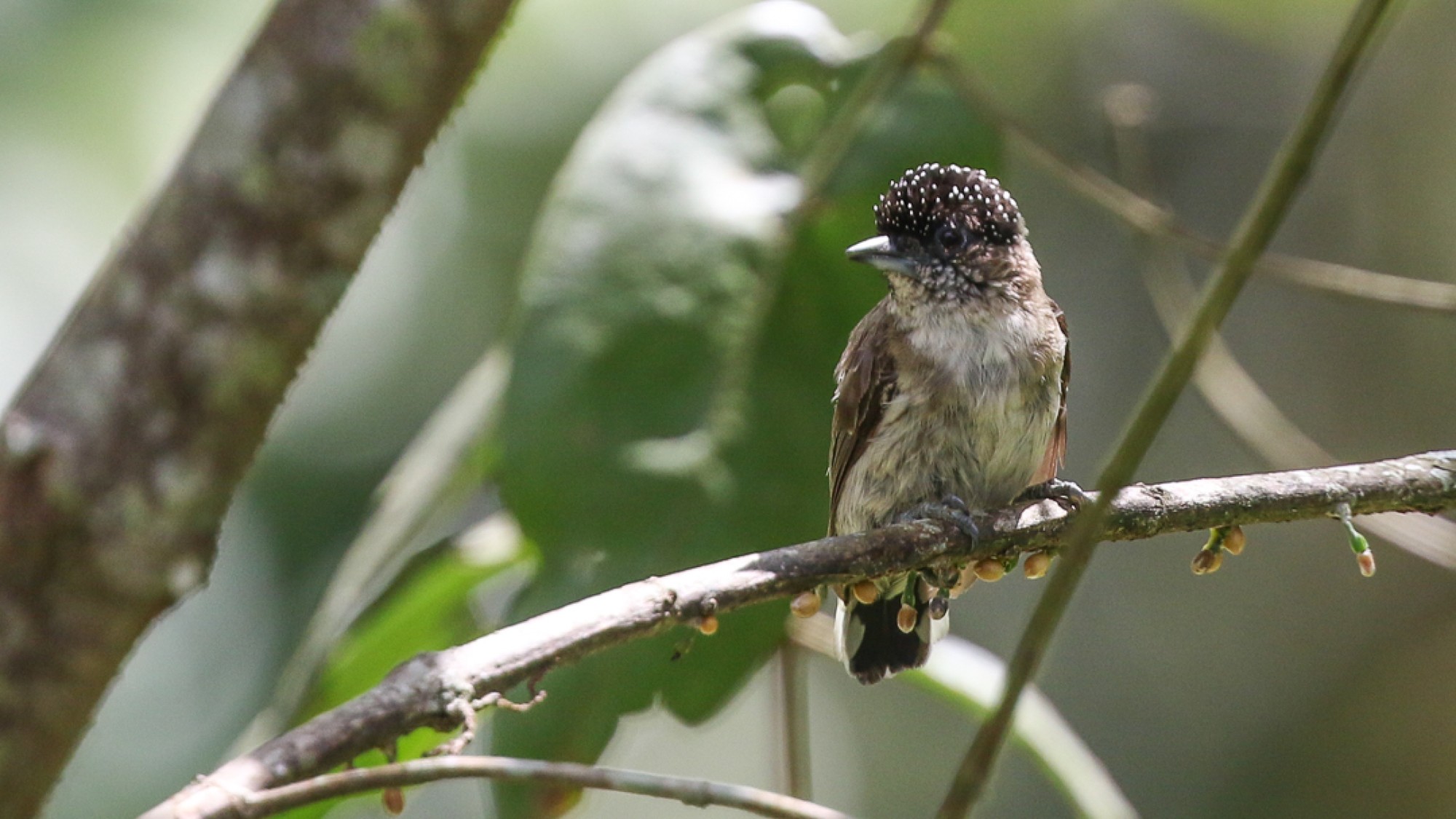 Colombia Birding Tour 2022 Trip Report - Eagle-Eye Tours