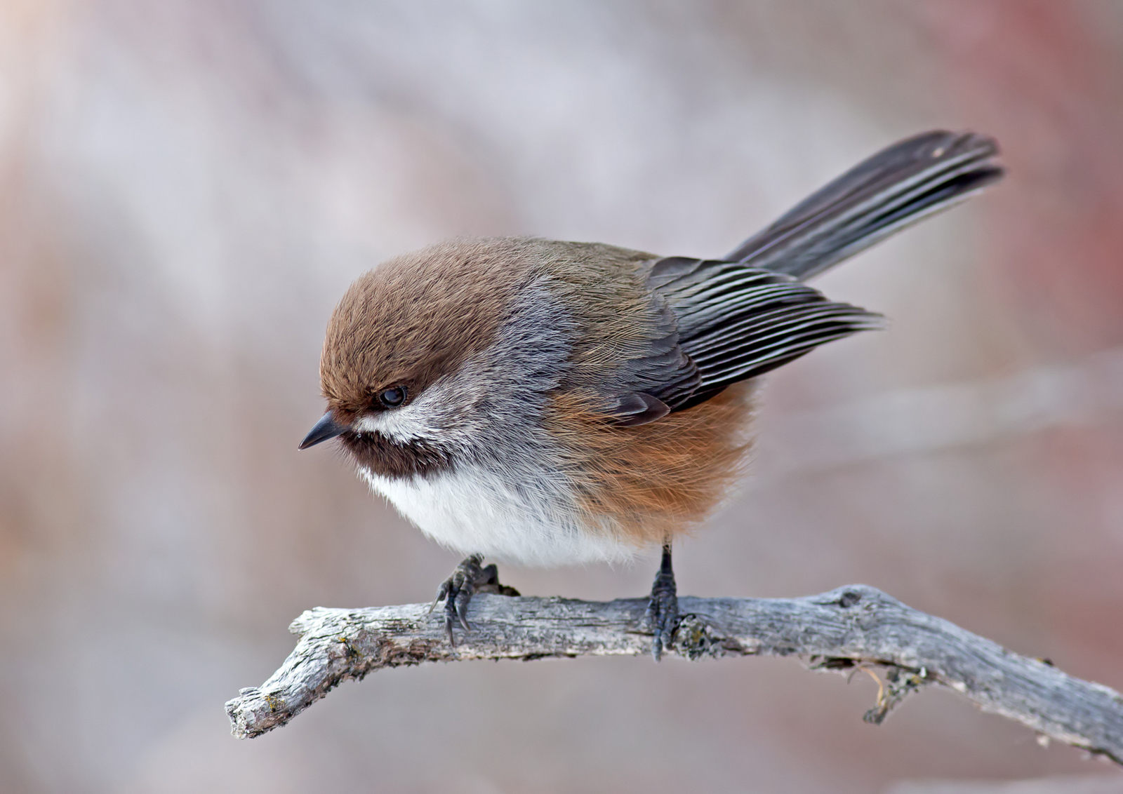 British Columbia Birding Tour with Canadian Geographic | Eagle-Eye Tours