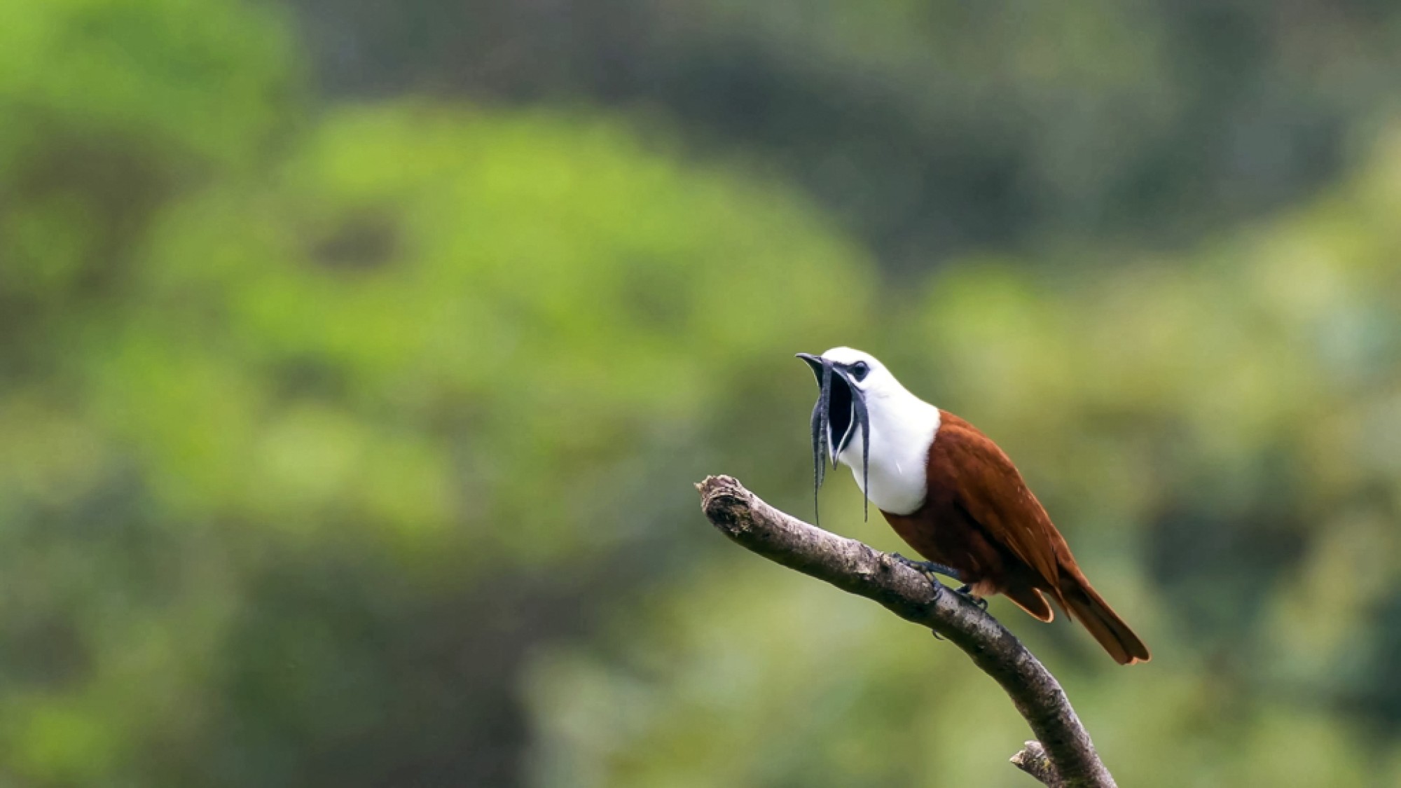 An introduction to Neotropical bird families - Eagle-Eye Tours