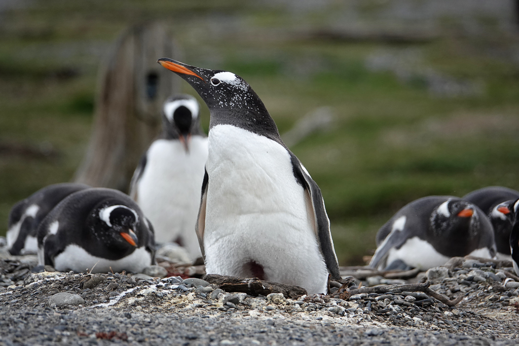 Q & A: Expert guide Paul Prior on the magnificence of Patagonia - Eagle ...