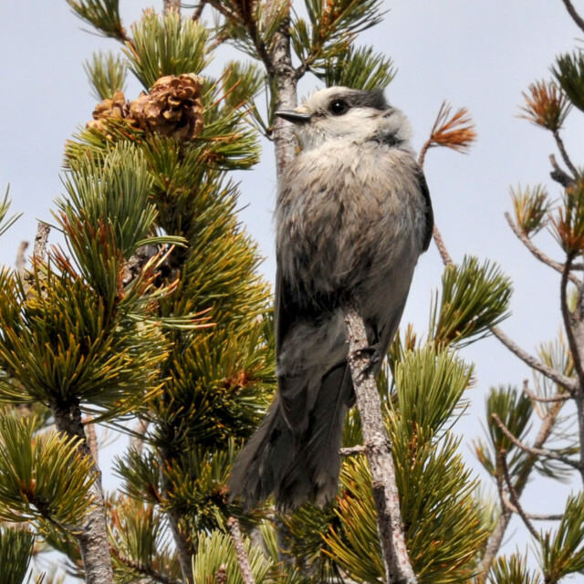 Canadian Rockies: Kananaskis & Banff Birding Tour Trip Report 2022 ...