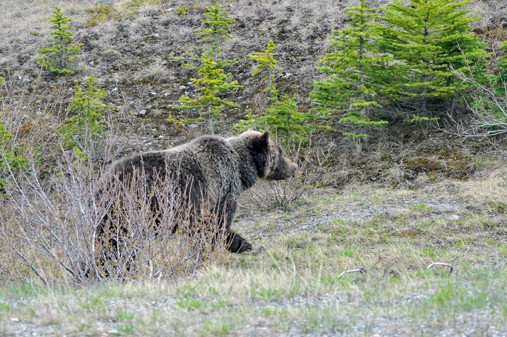 Canadian Rockies: Kananaskis & Banff Birding Tour Trip Report 2022 ...