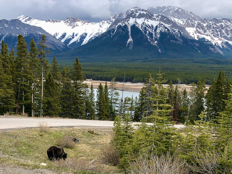 Canadian Rockies: Kananaskis & Banff Birding Tour Trip Report 2022 ...