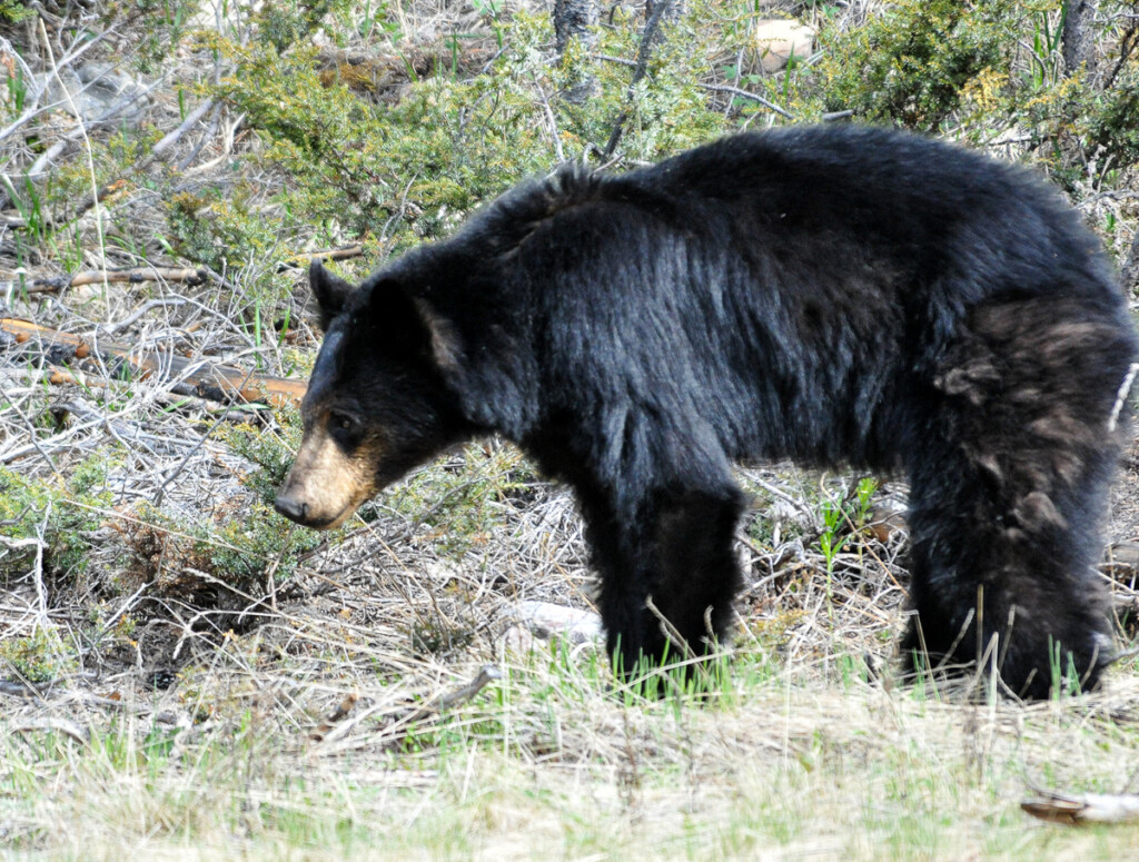 Canadian Rockies: Kananaskis & Banff Birding Tour Trip Report 2022 ...