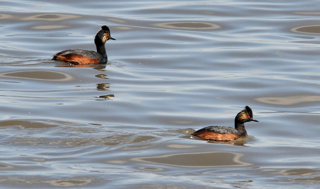 Canadian Rockies: Kananaskis & Banff Birding Tour Trip Report 2022 ...