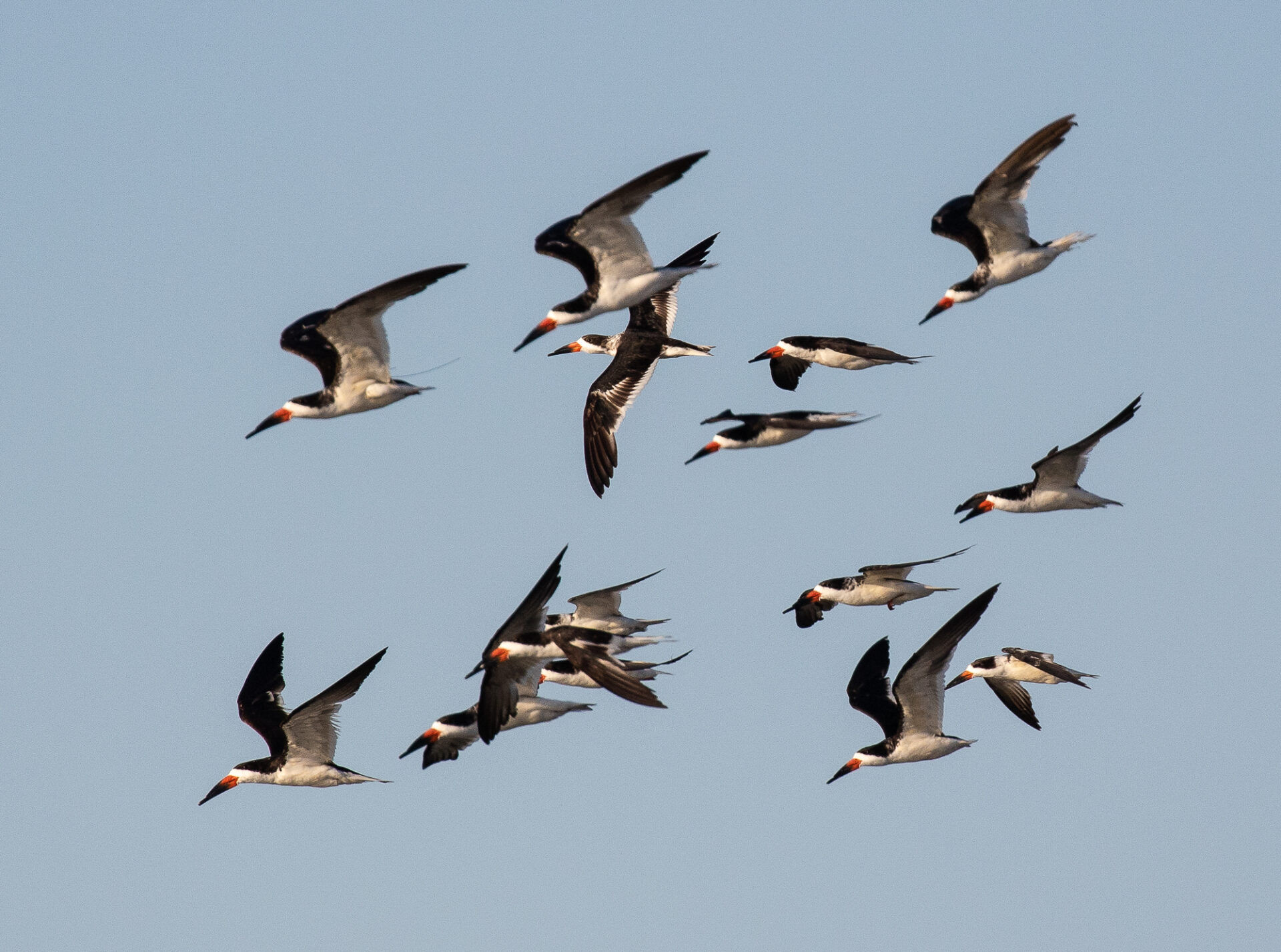 Cape May Migration Tour Trip Report 2022 - Eagle-Eye Tours