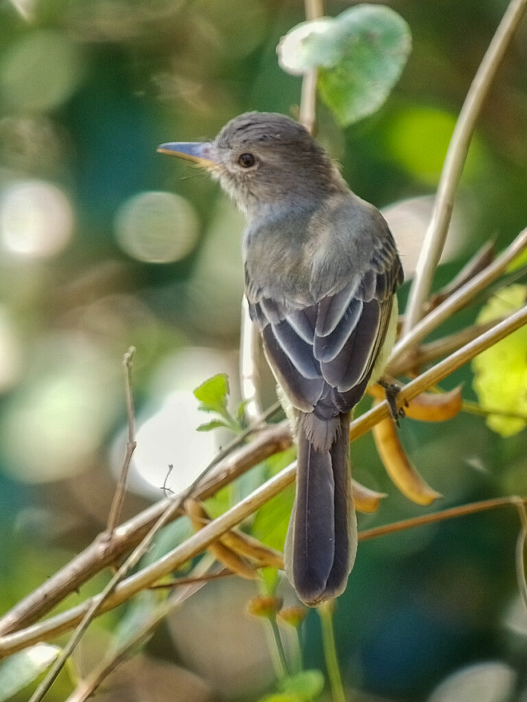 Costa Rica Sampler 2023 Trip Report (Jan 15 - 25, 2023) - Eagle-Eye Tours