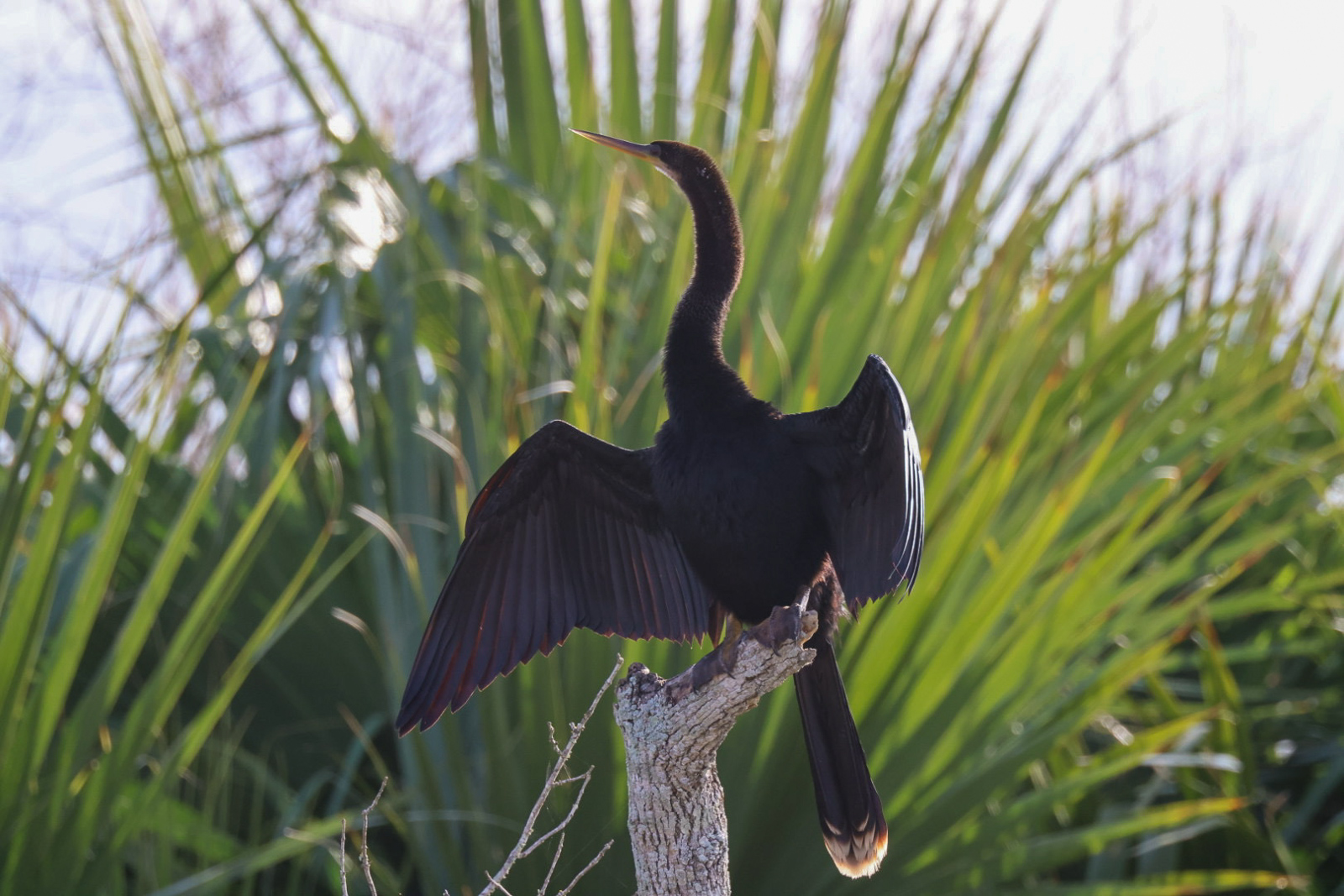 South Texas Trip Report (Feb 8 – 16, 2023) - Eagle-Eye Tours