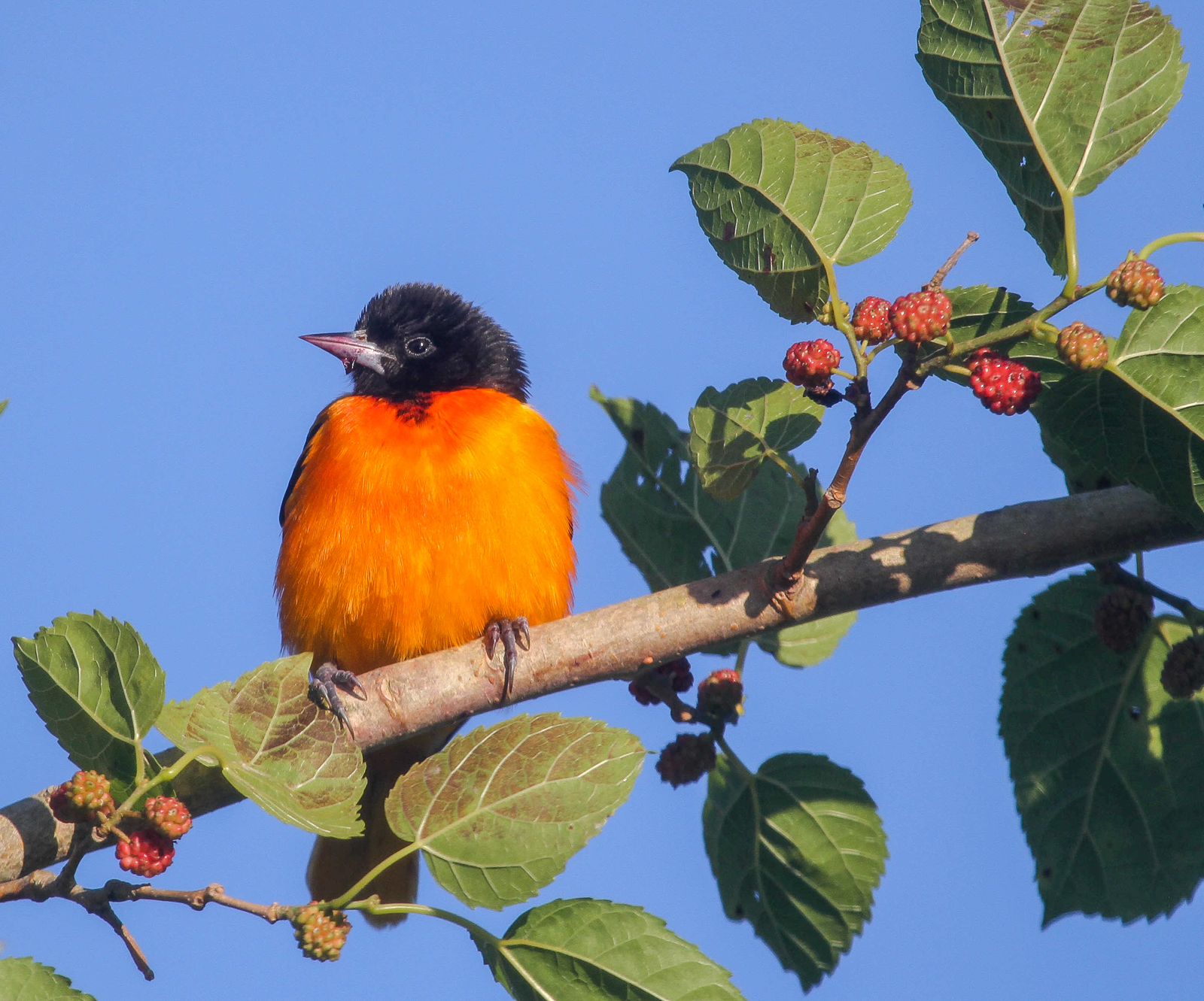 Texas Spring Migration Trip Report 2022 - Eagle-Eye Tours