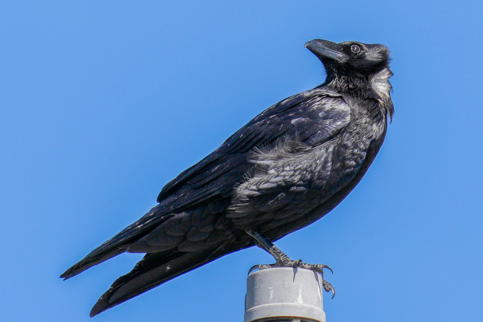 South Texas Trip Report (Feb 8 – 16, 2023) - Eagle-Eye Tours