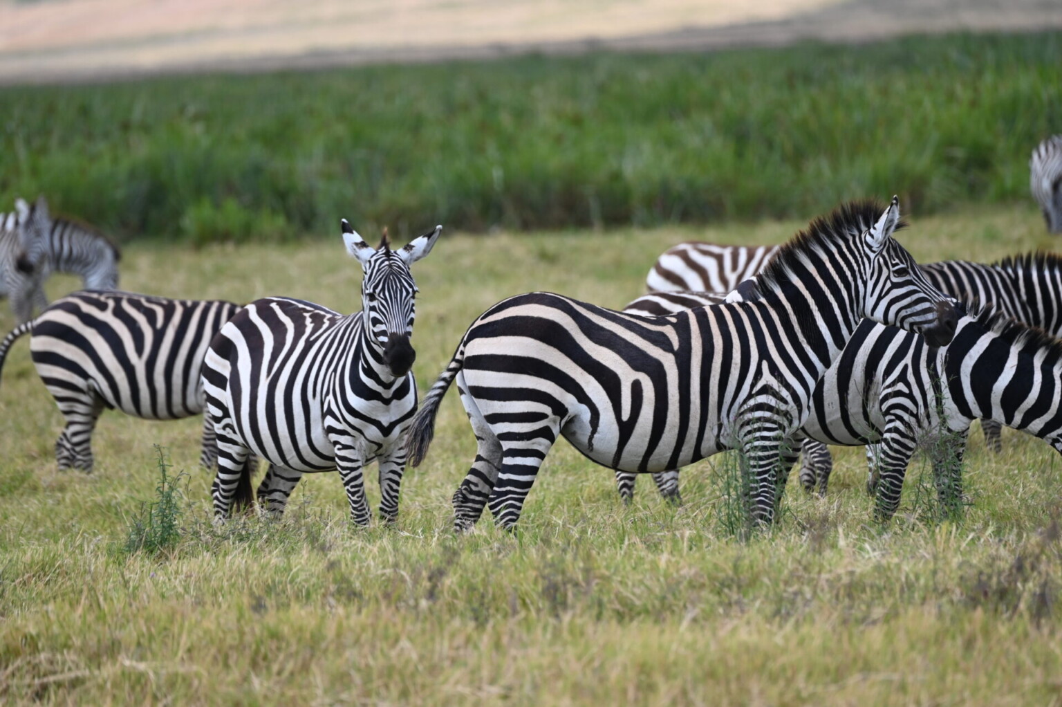 African Safari Tours: Game Drives, Safari Binoculars & African Safari ...