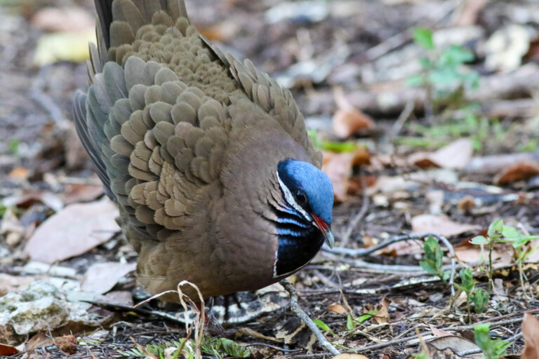 Cuba Birding Tour 2023 Trip Report - Eagle-Eye Tours