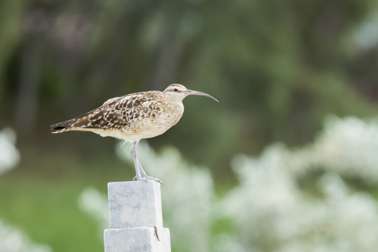 Hawaii 2023 Trip Report - Eagle-Eye Tours