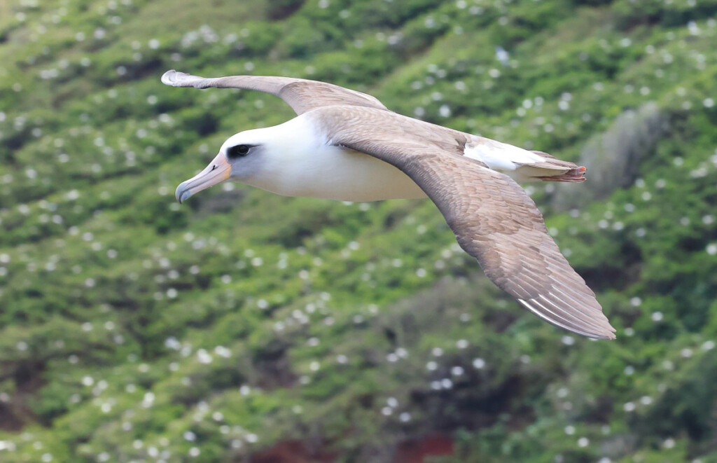 Hawaii 2023 Trip Report - Eagle-Eye Tours