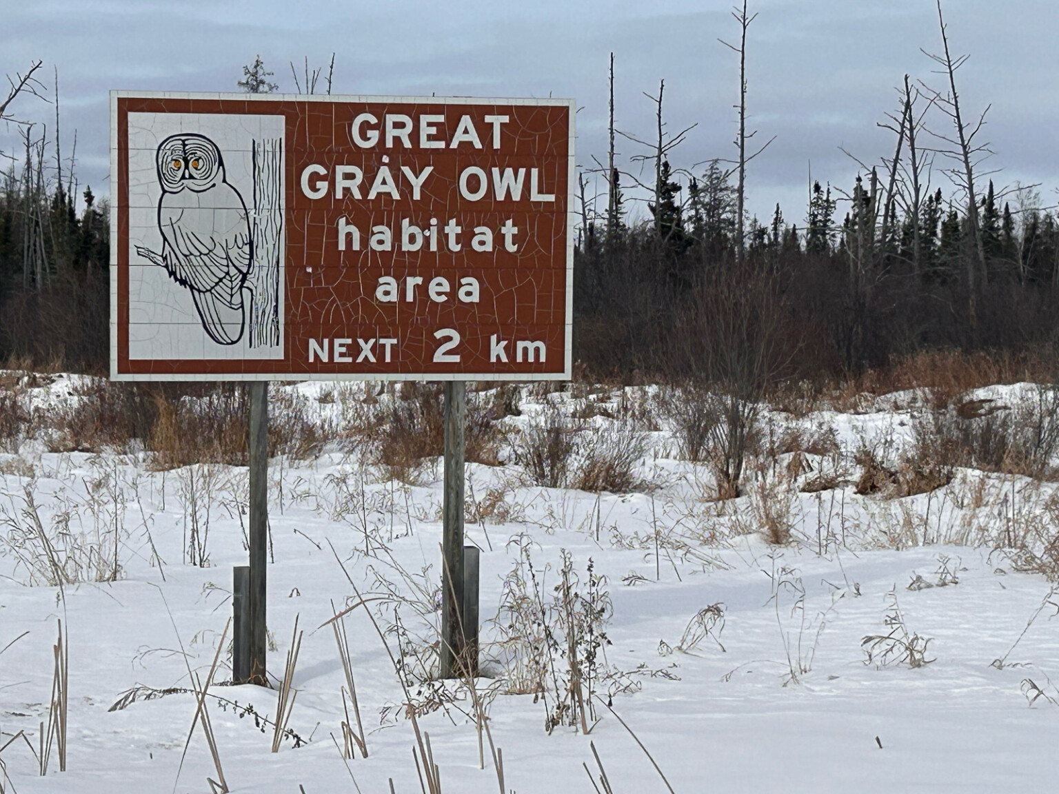 Manitoba Owls Trip Report (Mar 5 – 9, 2023) - Eagle-Eye Tours