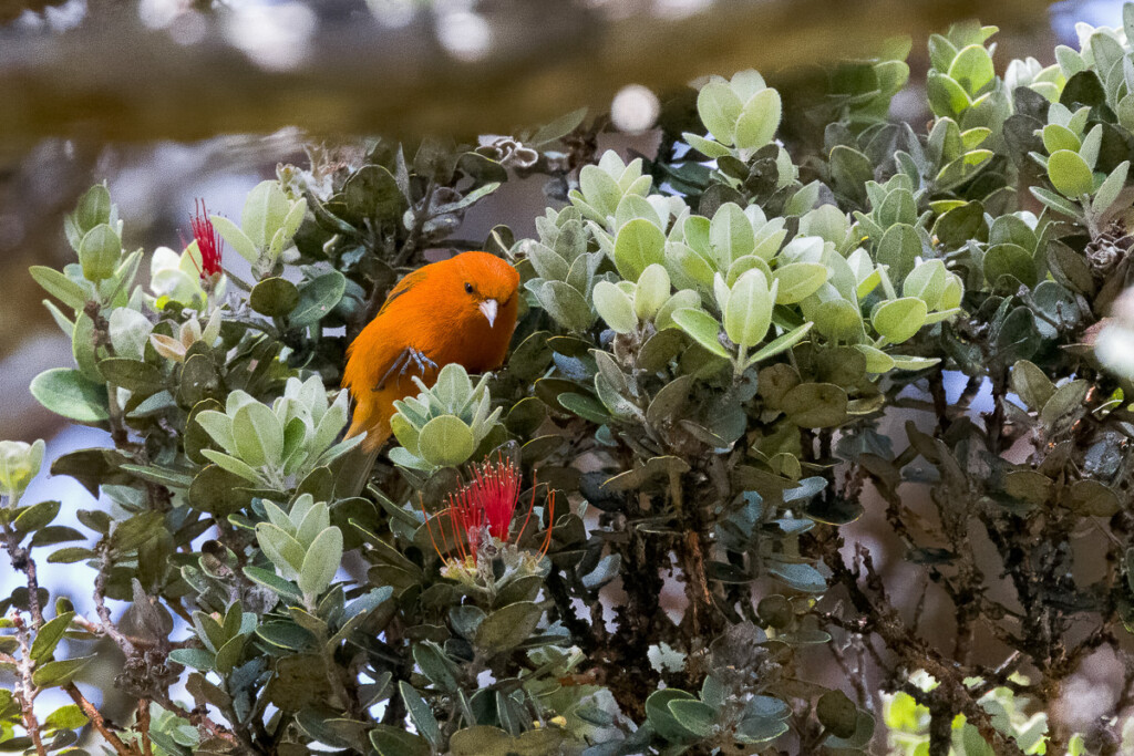 Hawaii 2023 Trip Report - Eagle-Eye Tours