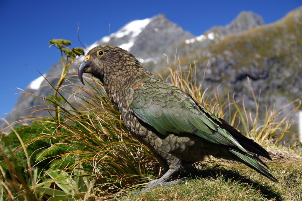 Top 10 places to go birding in New Zealand - Eagle-Eye Tours