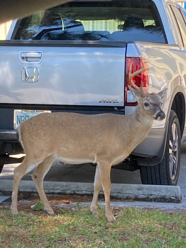 Florida 2023 Trip Report - Eagle-Eye Tours
