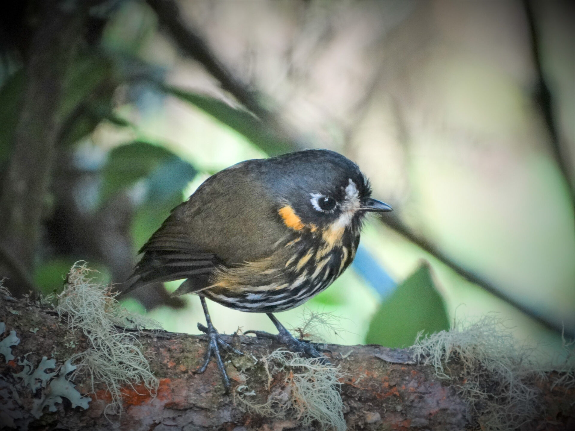 Colombia Birding Tour 2023 Trip Report - Eagle-Eye Tours