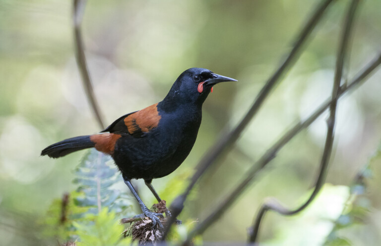 Top 10 places to go birding in New Zealand - Eagle-Eye Tours