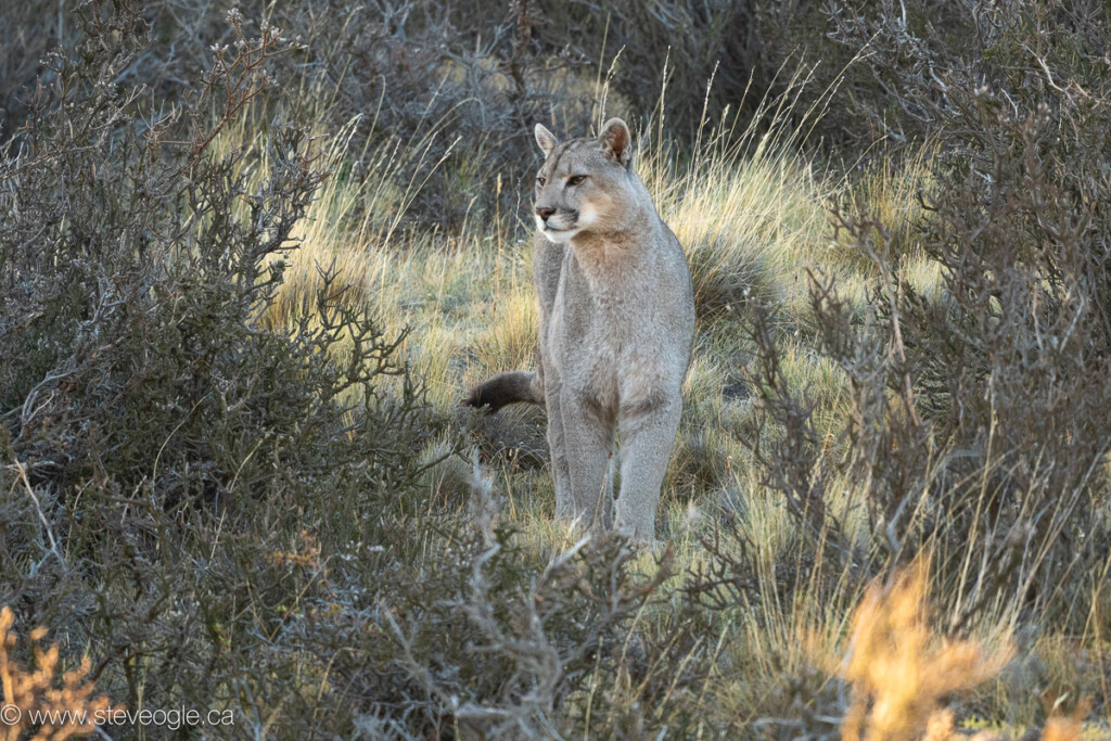 Patagonia Photo Tour Report - April 2023 - Eagle-Eye Tours