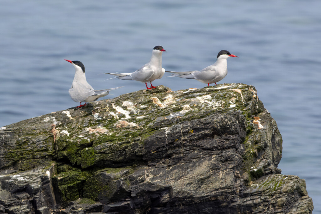 Newfoundland Birding with Canadian Geographic Trip Report 2023 - Eagle ...