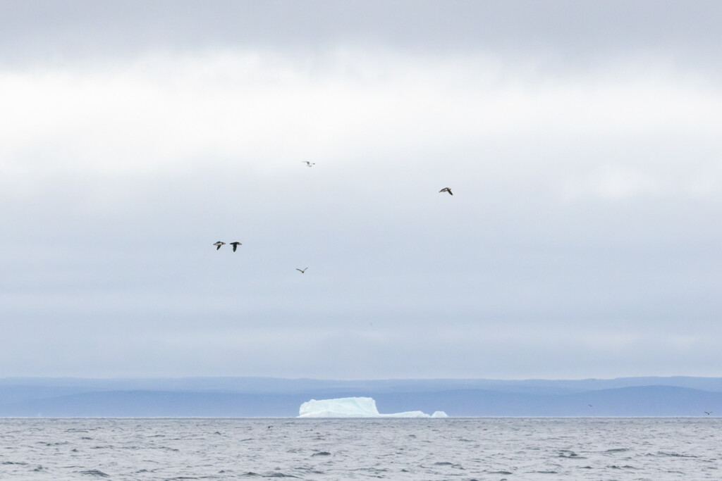 Newfoundland Birding with Canadian Geographic Trip Report 2023 - Eagle ...