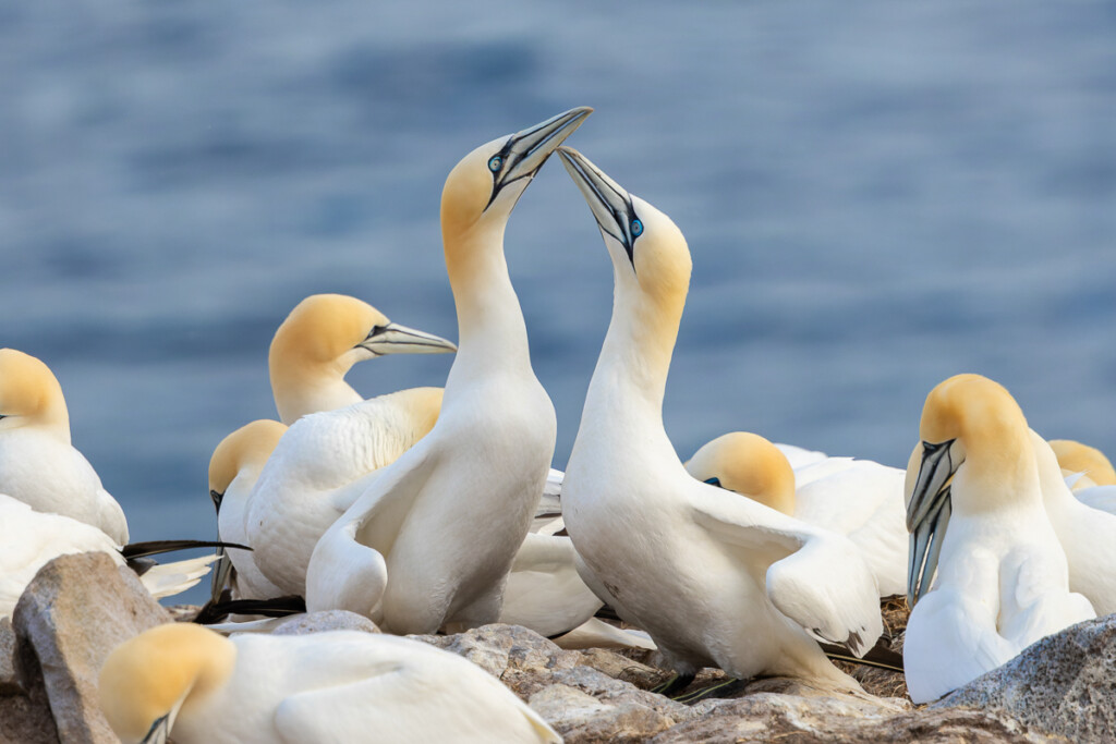 Newfoundland Birding with Canadian Geographic Trip Report 2023 - Eagle ...