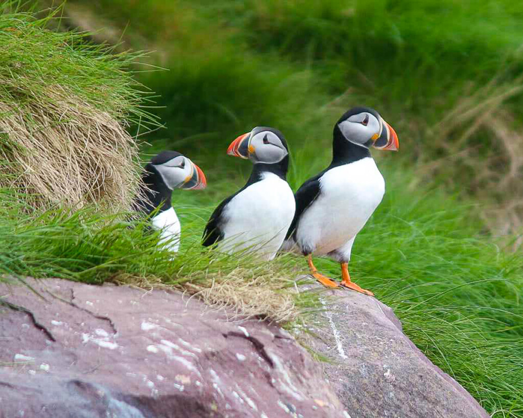 Bird Watching Newfoundland Trip | Witless Bay Ecological Reserve