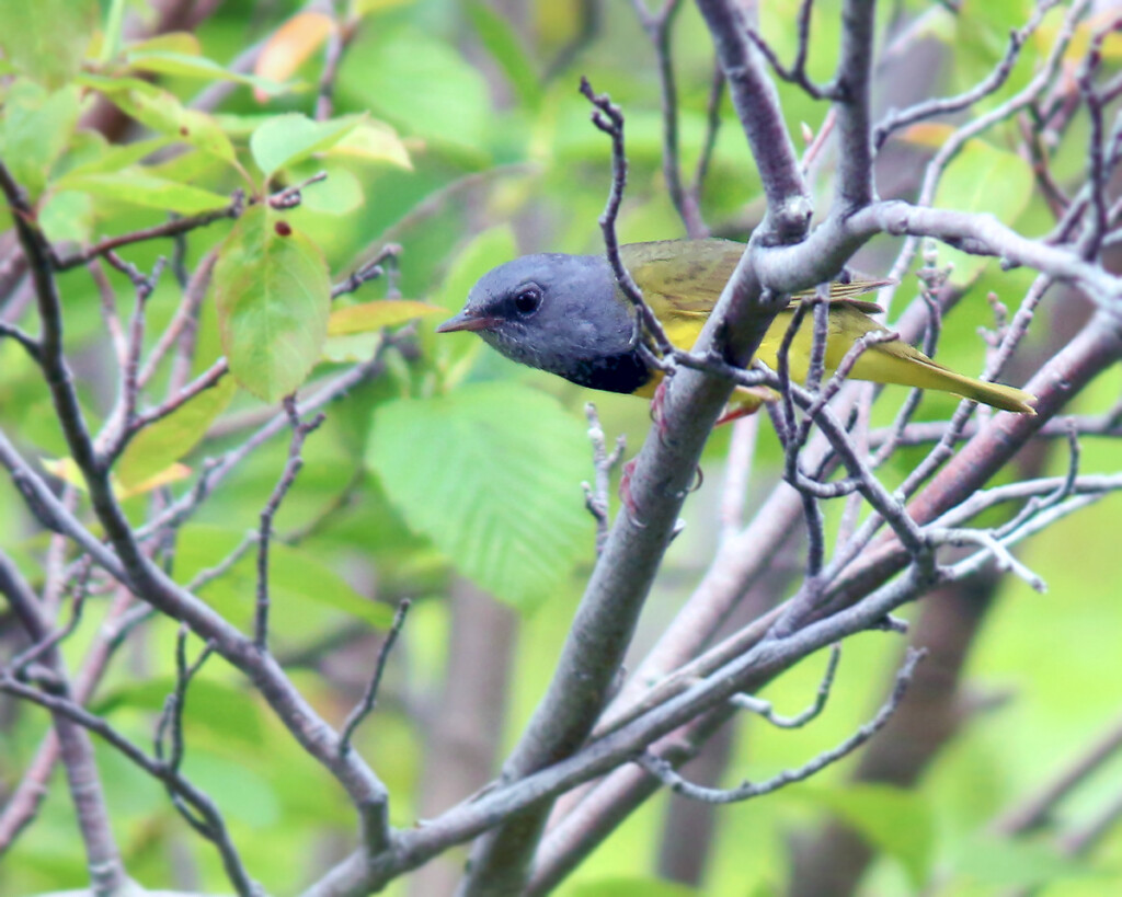 Bird Watching Newfoundland Trip | Witless Bay Ecological Reserve
