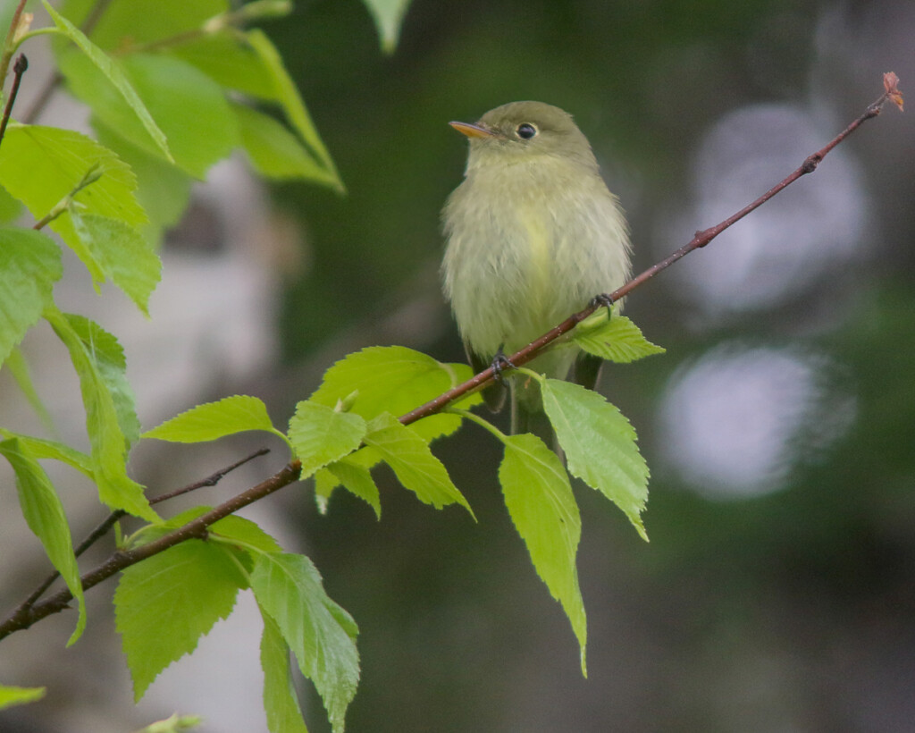 Bird Watching Newfoundland Trip | Witless Bay Ecological Reserve