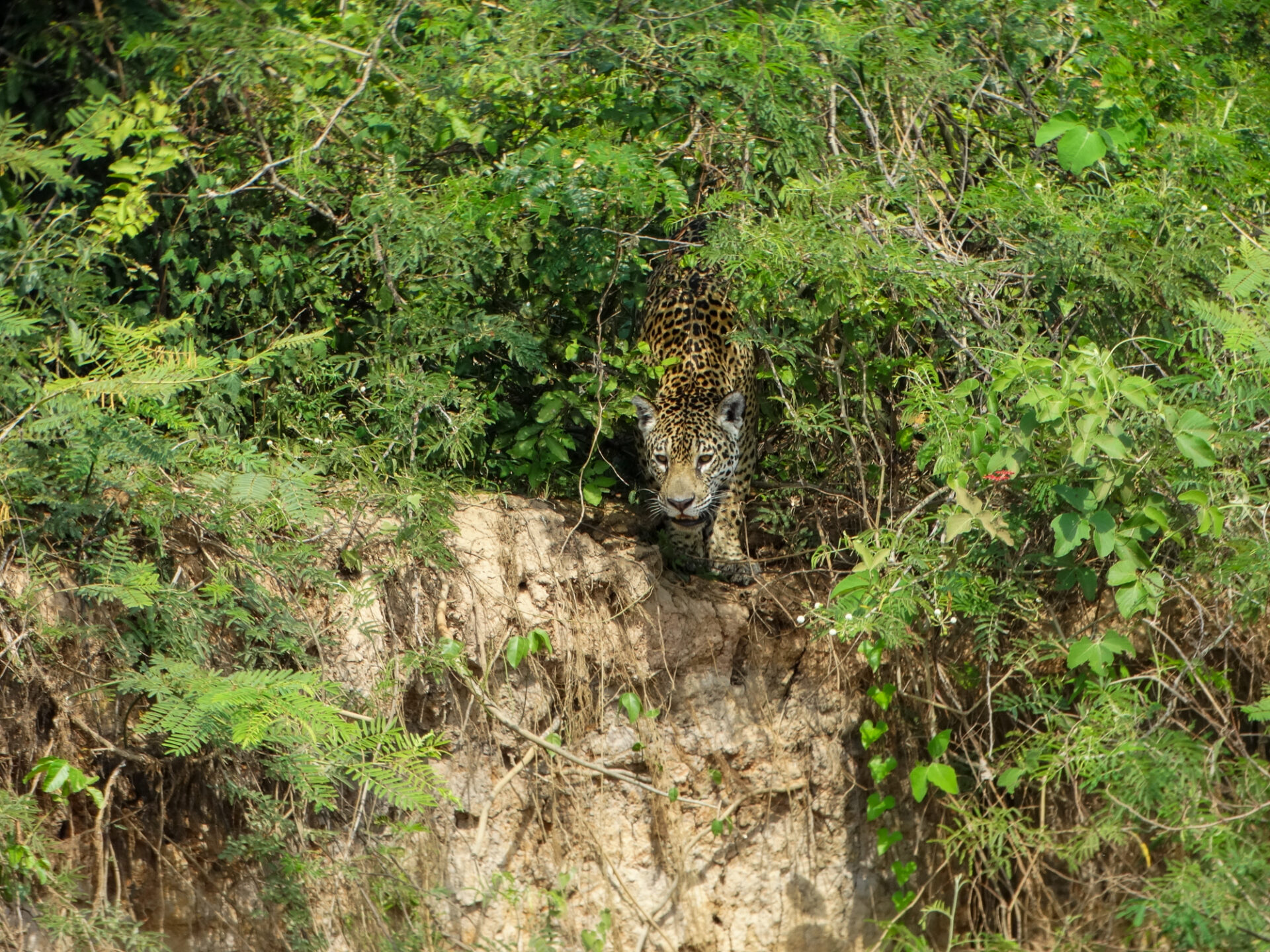 Brazil Amazon & Pantanal Trip Report 2023 - Eagle-Eye Tours