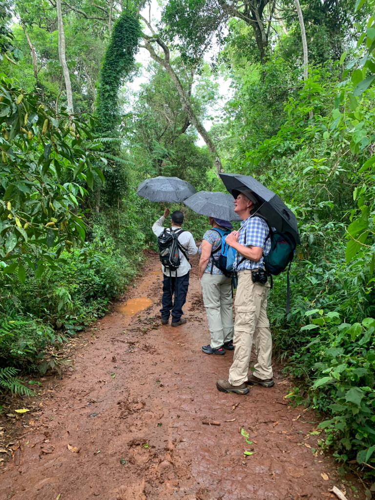 Iguazu Falls Extension Trip Report (Nov 2023) - Eagle-Eye Tours