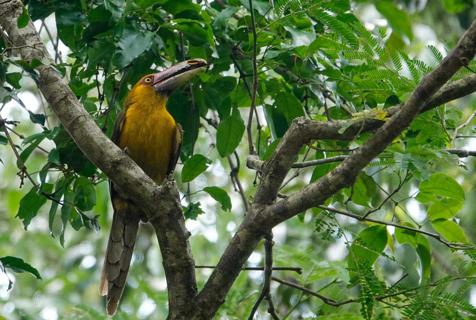 Iguazu Falls Extension Trip Report (Nov 2023) - Eagle-Eye Tours