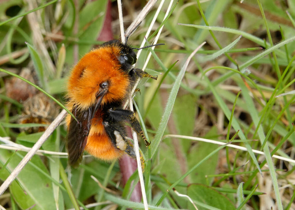 Patagonia Wildlife Safari Trip Report Nov 2023 - Eagle-Eye Tours