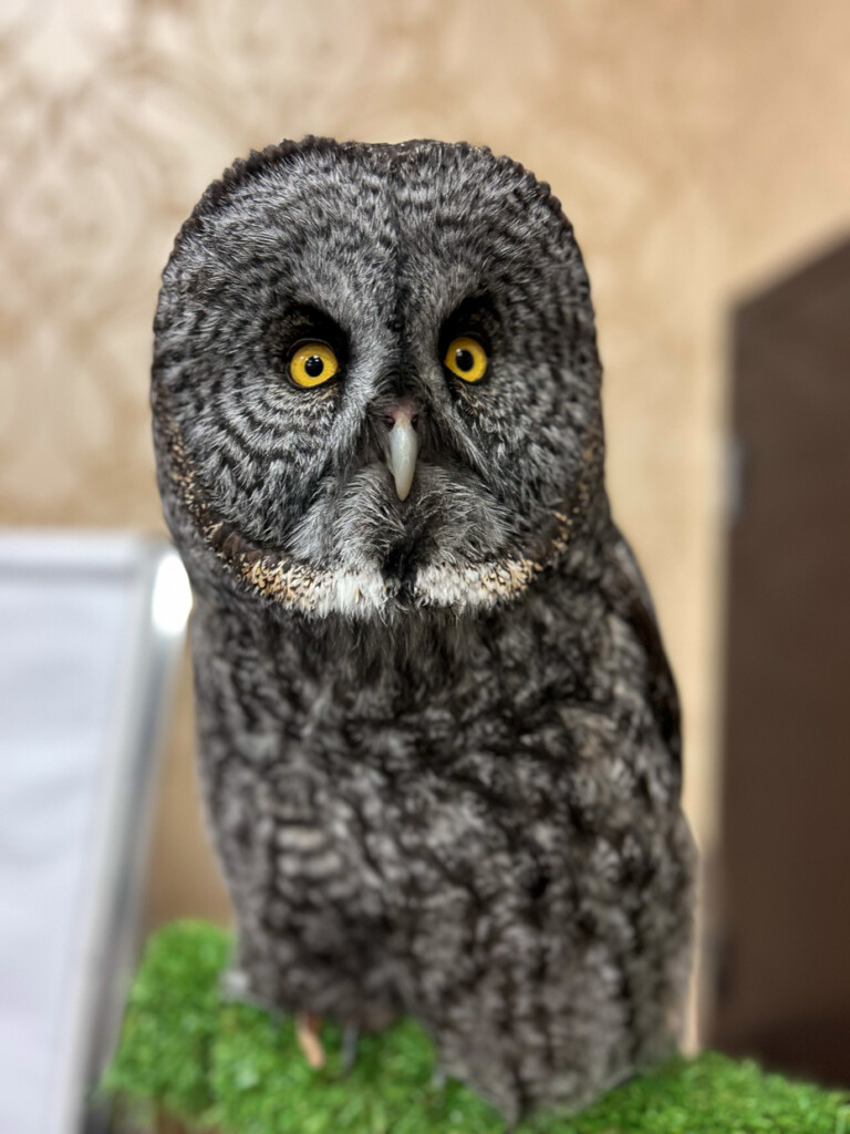 Manitoba Owls Trip Report (Feb 28 - Mar 3, 2024) - Eagle-Eye Tours
