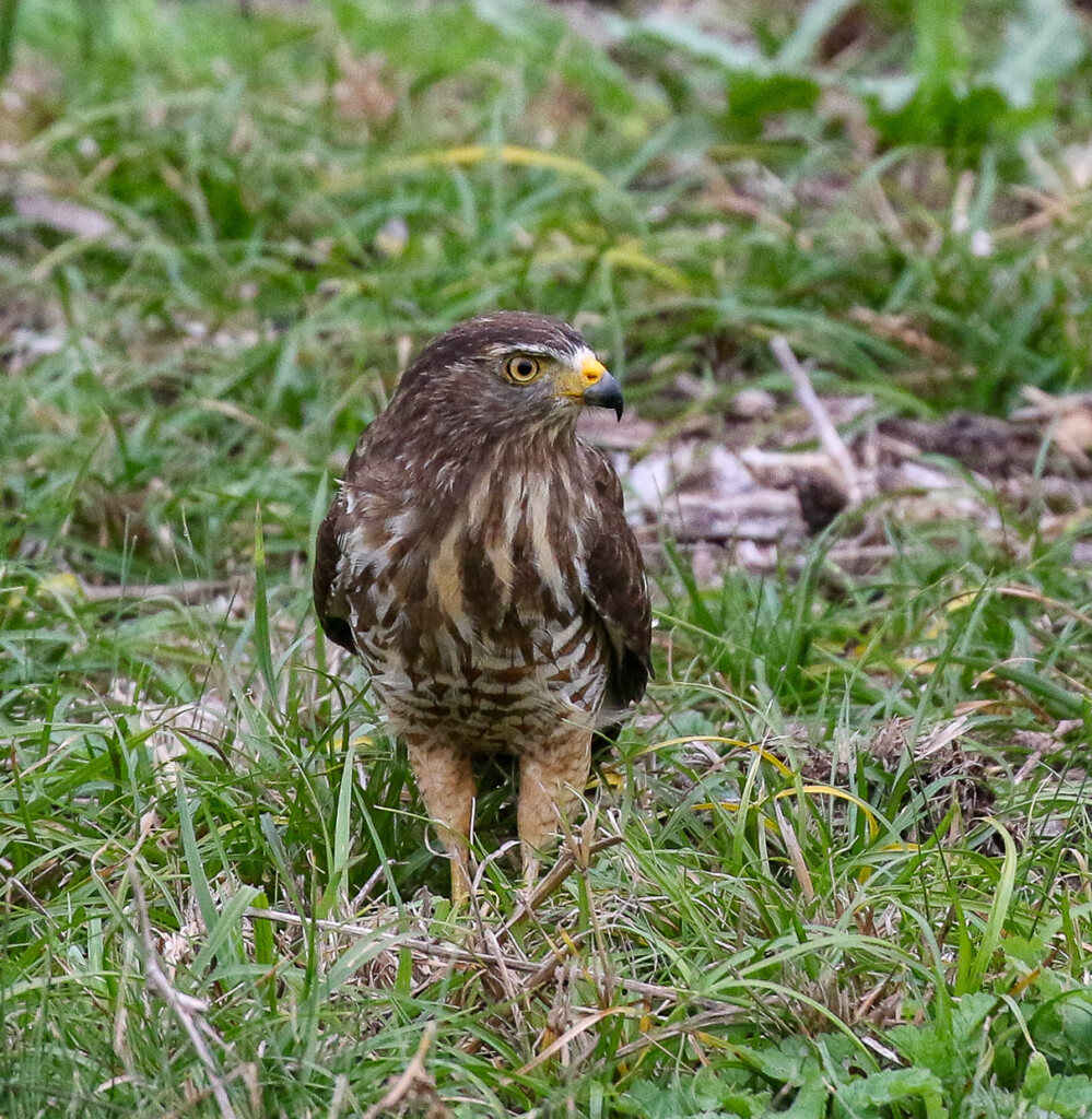 Winter in South Texas 2024 Trip Report - Eagle-Eye Tours