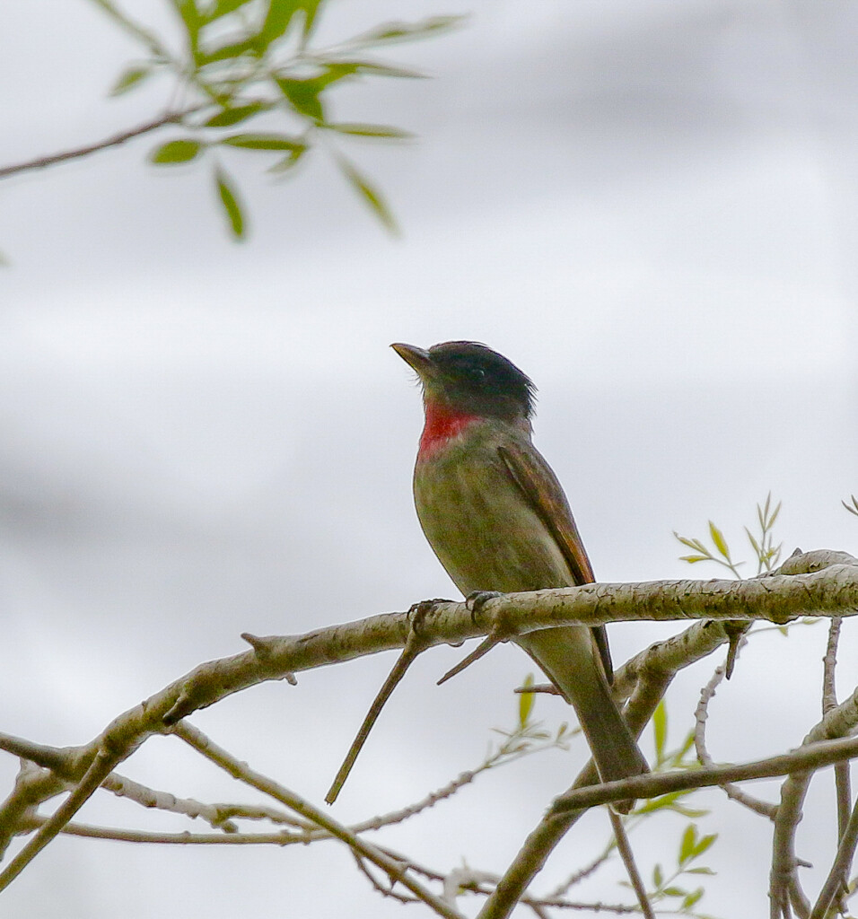 Winter in South Texas 2024 Trip Report - Eagle-Eye Tours