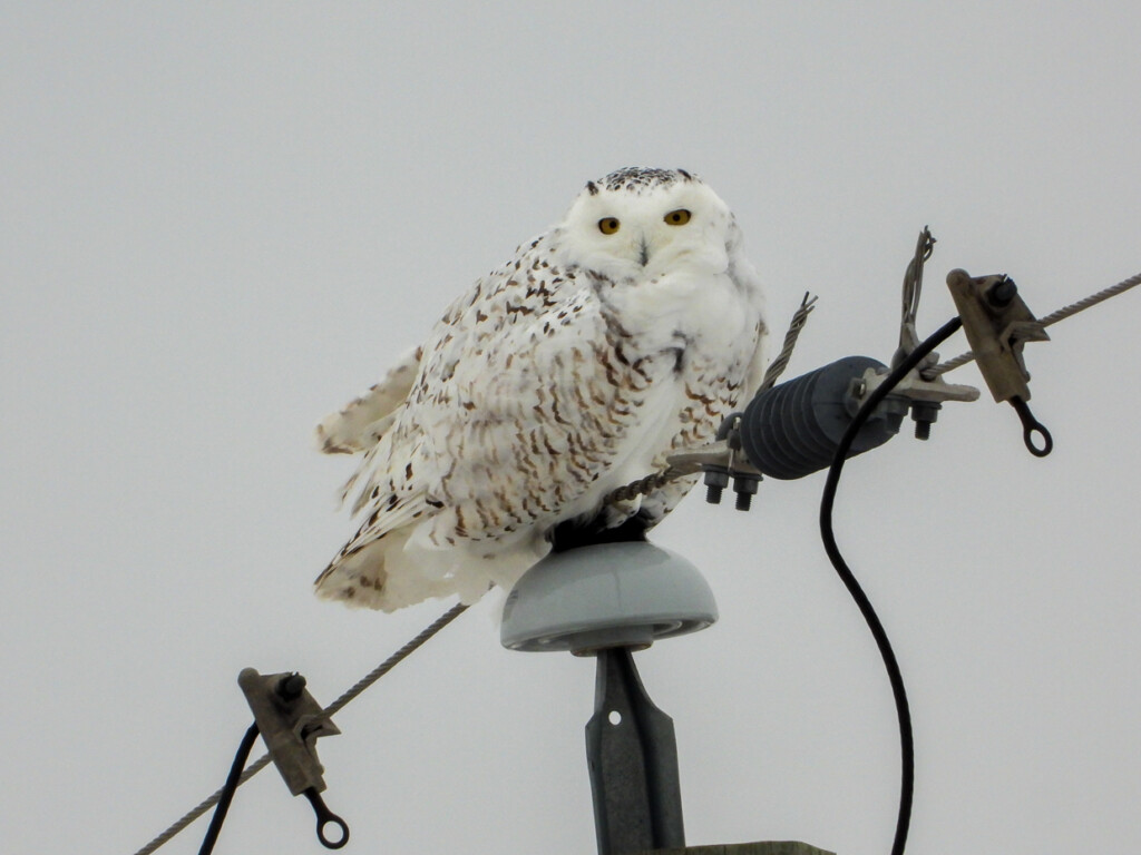 Manitoba Owls Trip Report (Feb 28 - Mar 3, 2024) - Eagle-Eye Tours
